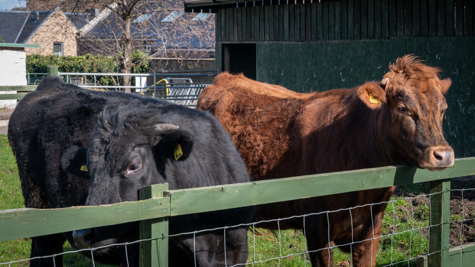Real-live Cows Back on The Close for the First Time in 300 Years